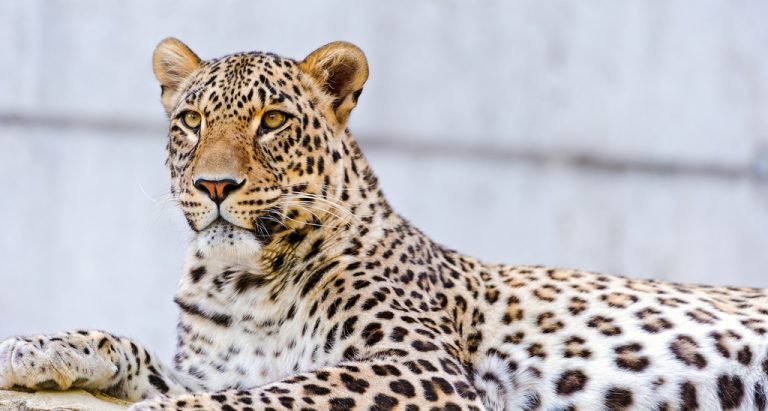 Irán: clima, flora y fauna | La guía de Geografía