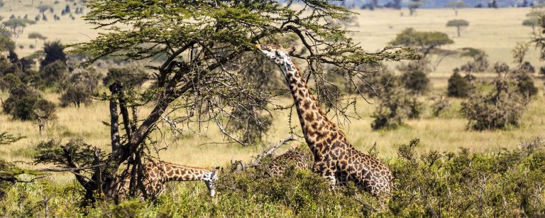 Malí: clima, flora y fauna | La guía de Geografía