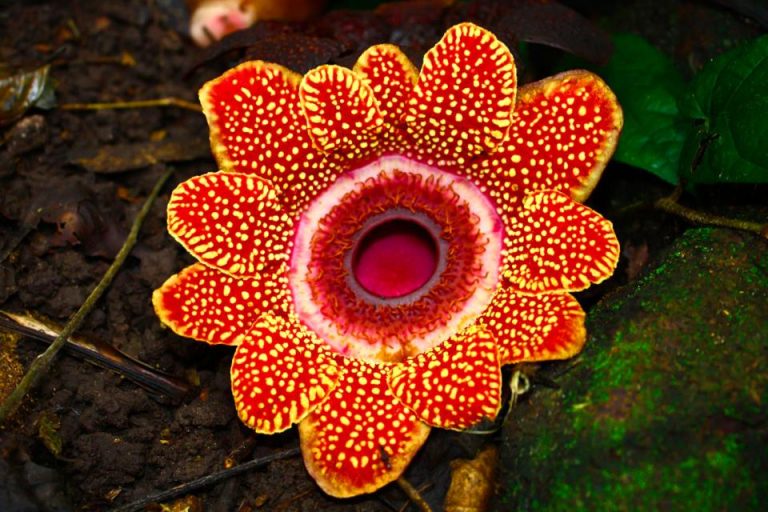 Indonesia: clima, flora y fauna | La guía de Geografía