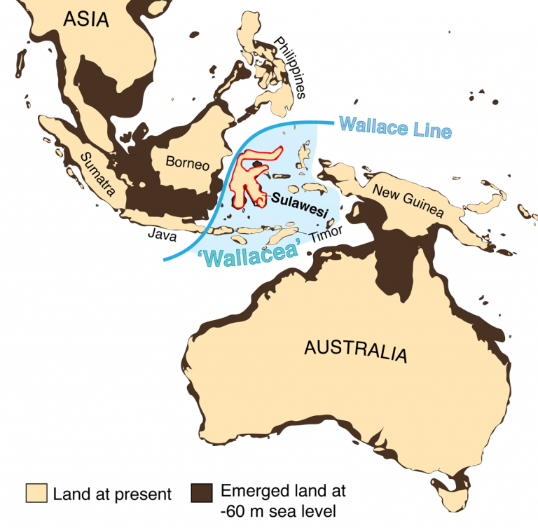 Línea de Wallace | La guía de Geografía