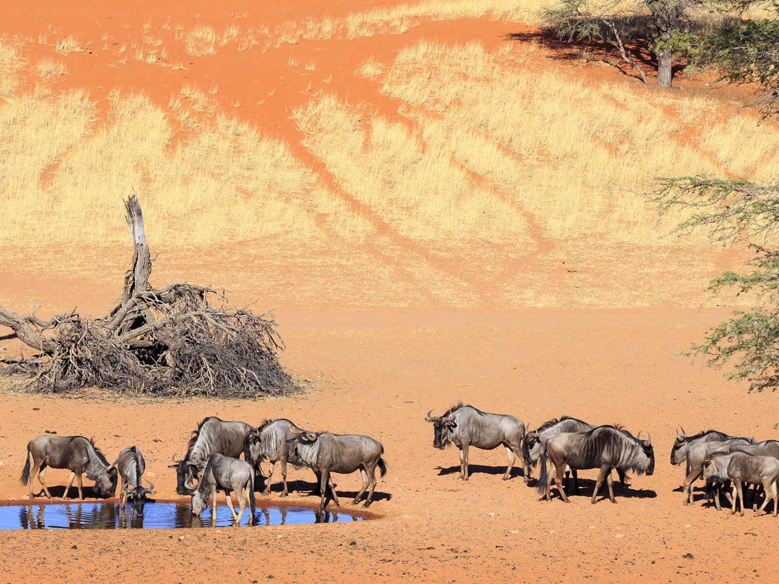 Desierto del Kalahari | La guía de Geografía