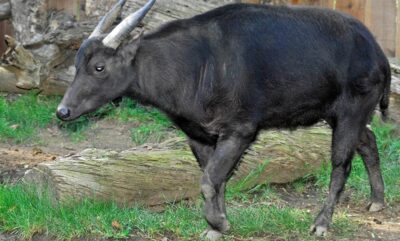 Islas de Wallacea | La guía de Geografía