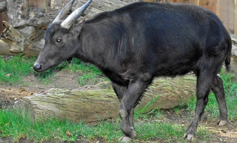 Islas de Wallacea | La guía de Geografía